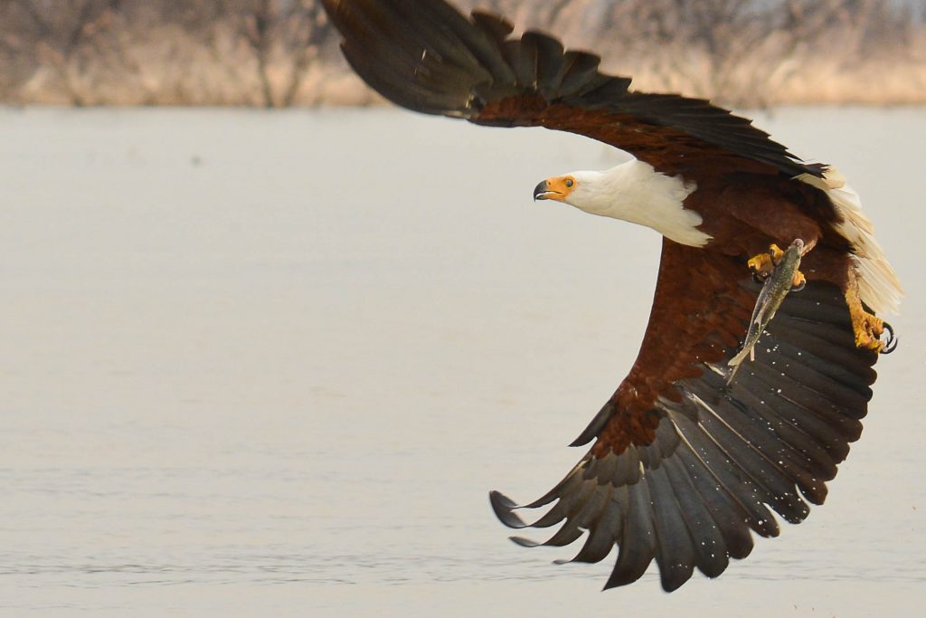 Fish Eagle – Free To Use Images