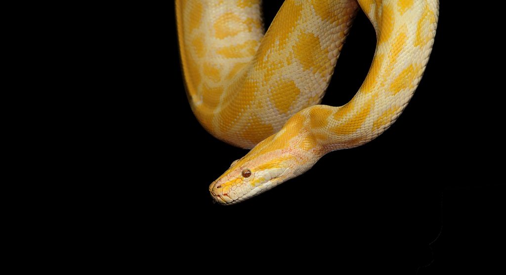 Burmese Python – Free To Use Images