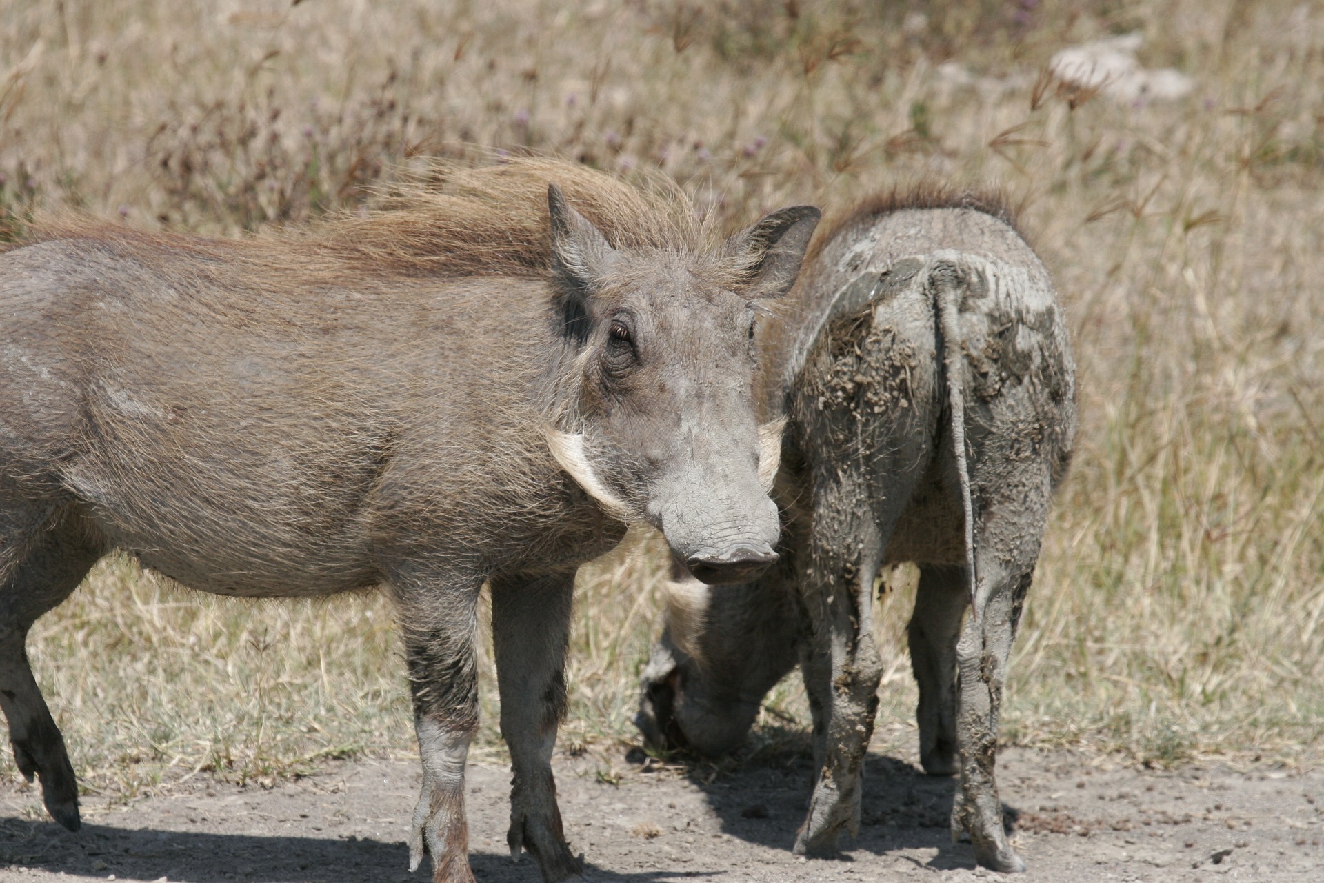 Warthog Savannah – Free To Use Images