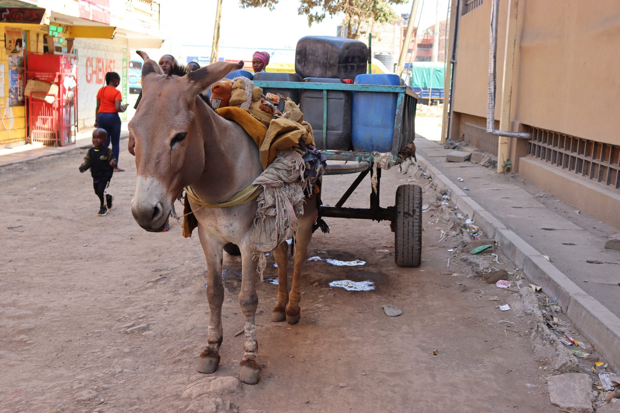 Donkey Cart – Free To Use Images
