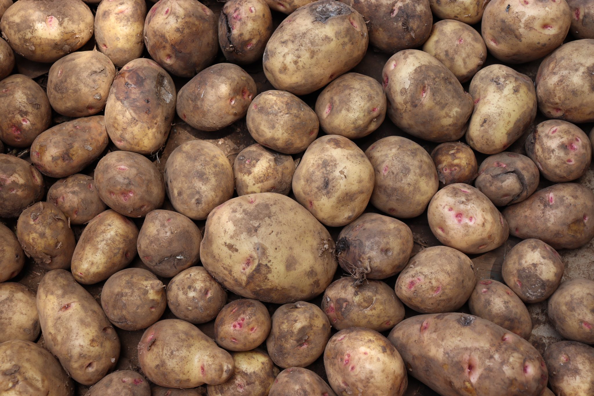 Irish Potato Kenya – Free To Use Images