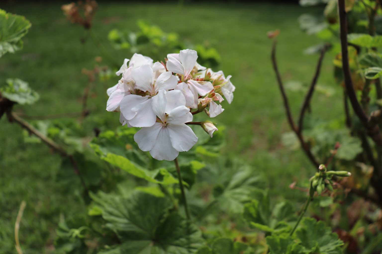 Geranium White – Free To Use Images