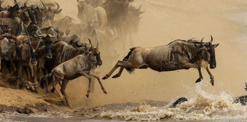 What To Expect On A Wildebeest Migration Safari | Safari Travel Plus